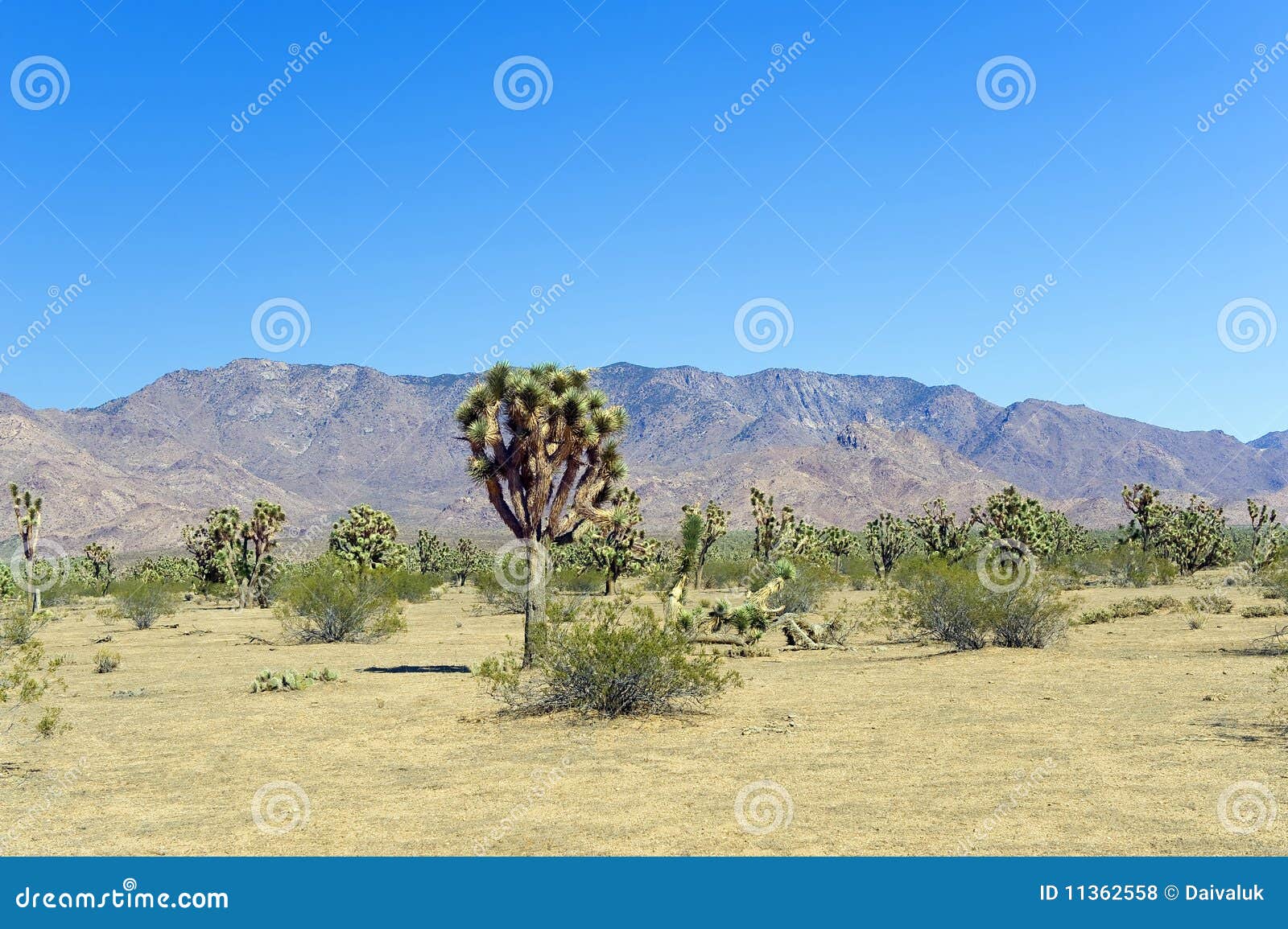 Joshua Tree stock photo. Image of lanscape, mountains - 11362558