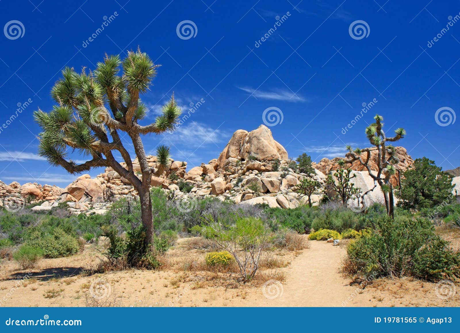 Joshua tree stock image. Image of joshua, surface, west - 19781565