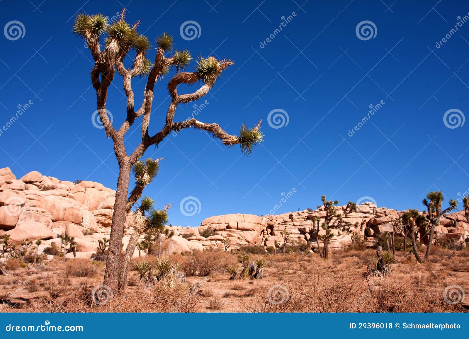 Joshua Tree stock photo. Image of postcard, desert, holiday - 29396018