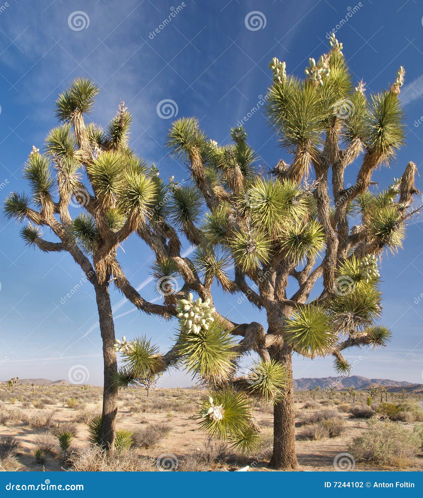 Joshua Tree stock photo. Image of colorado, scape, desert - 7244102