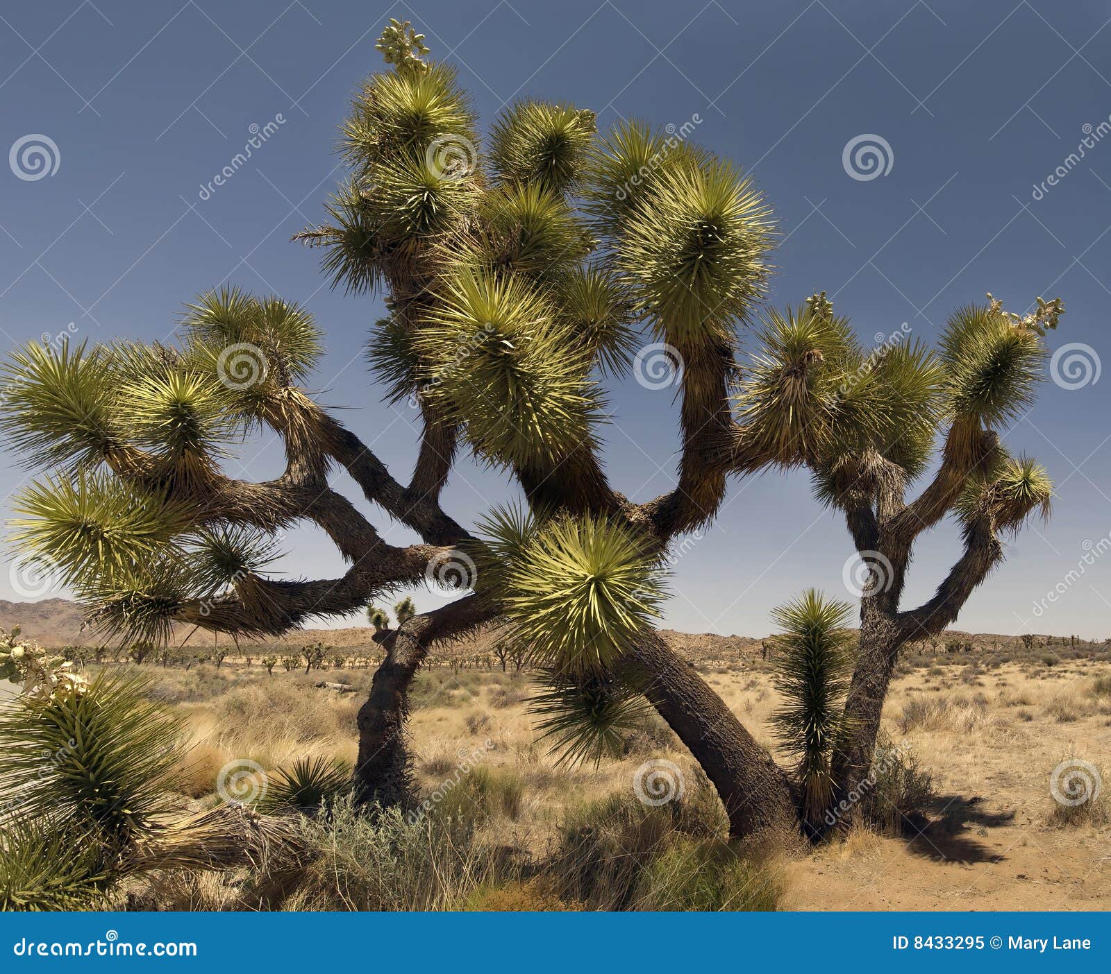 Joshua Tree stock image. Image of closeup, botanical, arid - 8433295