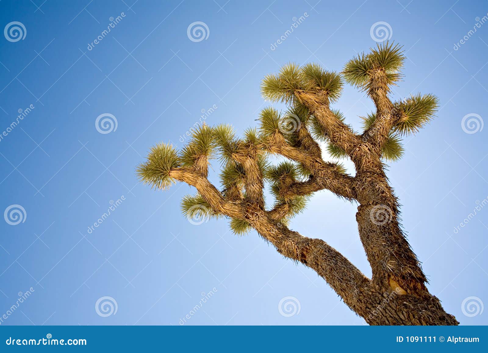 Joshua tree backlit stock image. Image of branches, california - 1091111