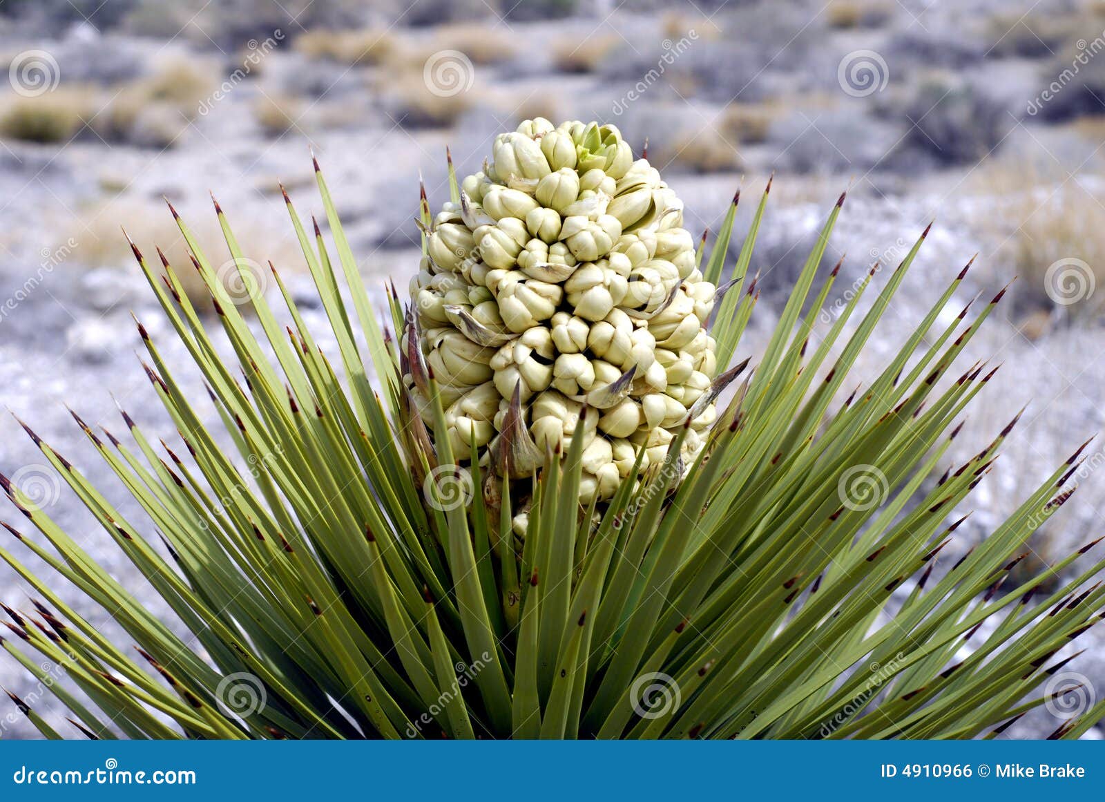 Joshua Tree Bloom stock photo. Image of plant, national - 4910966