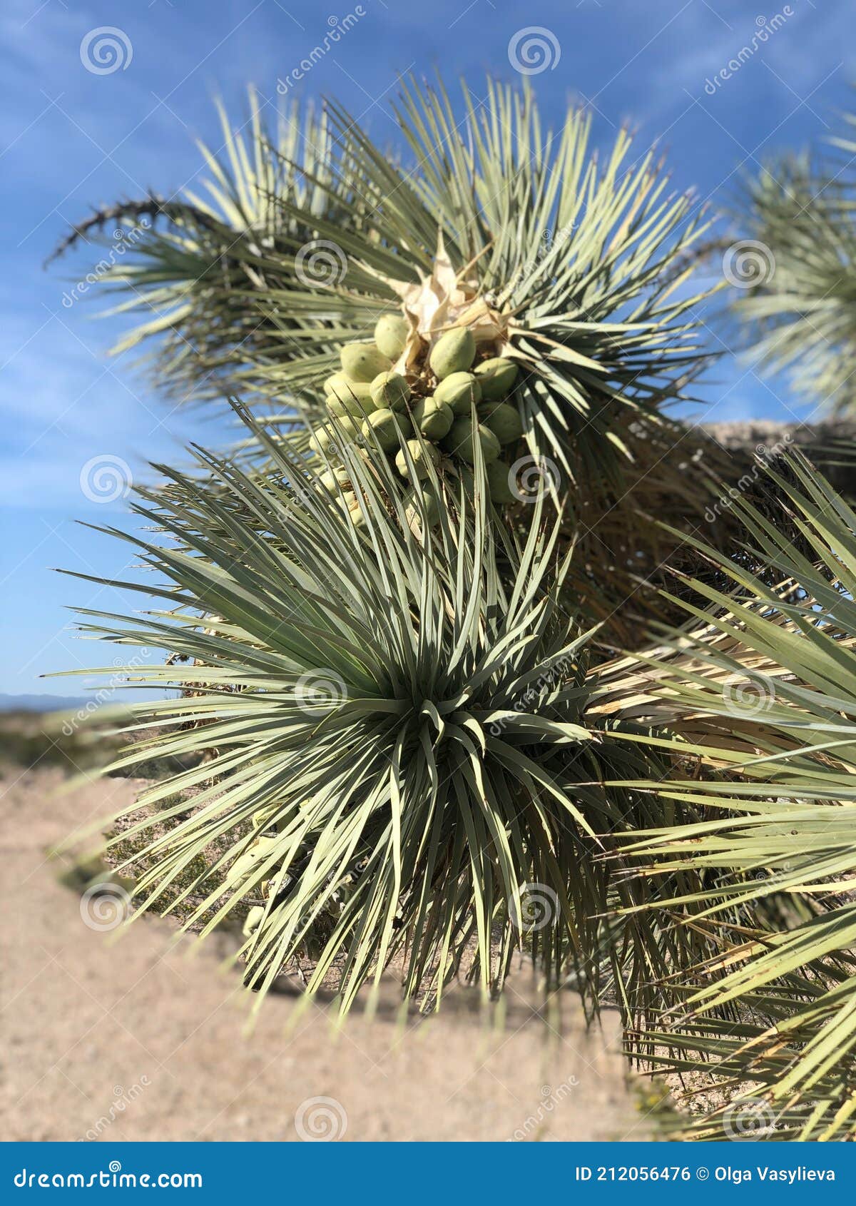 Joshua Tree in bloom stock photo. Image of outdoors - 212056476