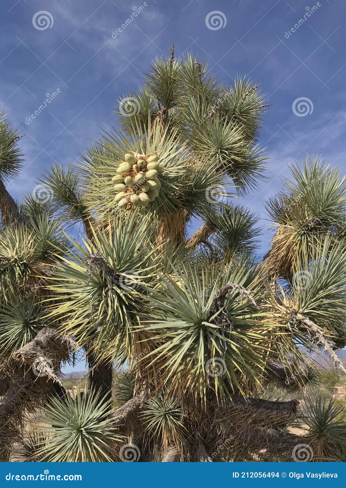 Joshua Tree in bloom stock photo. Image of flower, land - 212056494