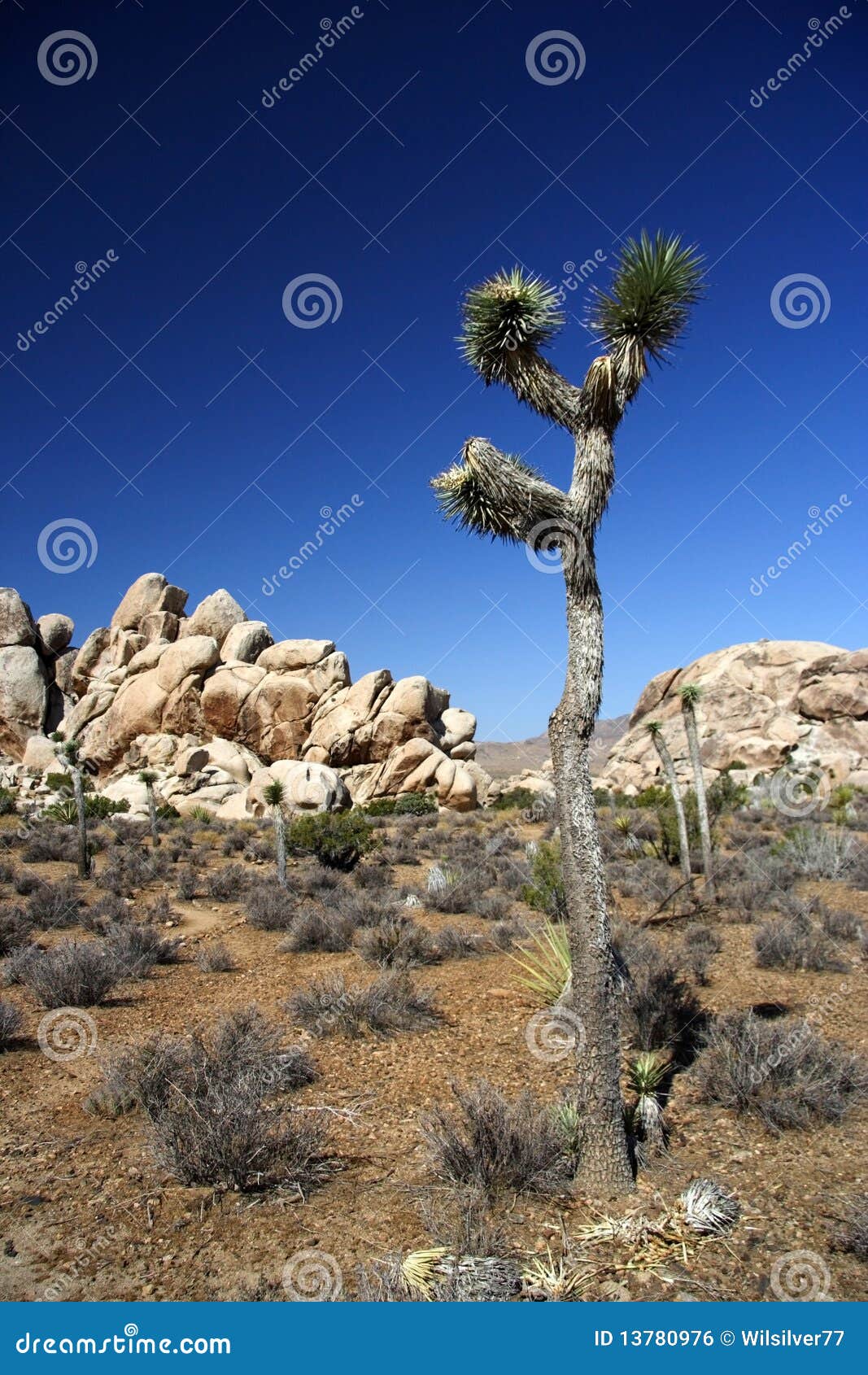 Joshua Tree & Boulders stock photo. Image of scenic - 13780976