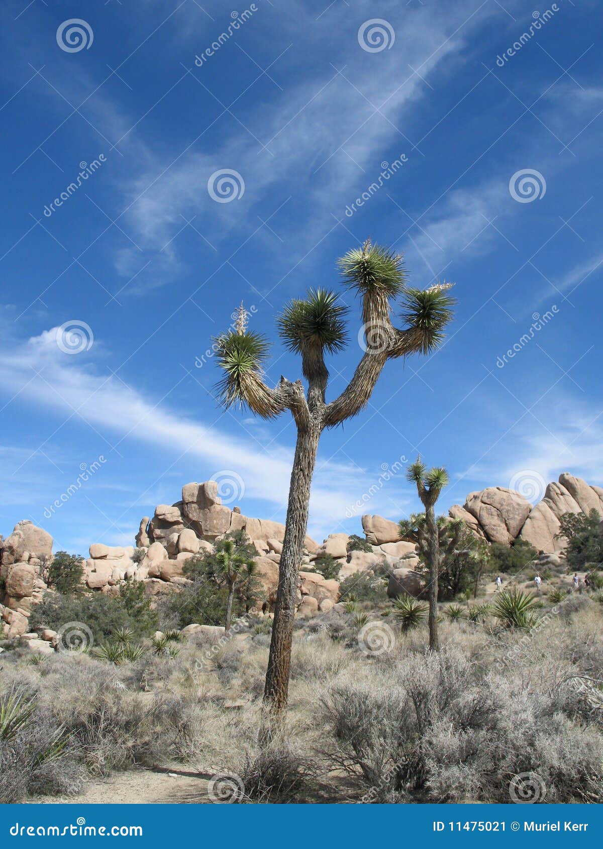 Joshua Tree in California stock image. Image of park - 11475021