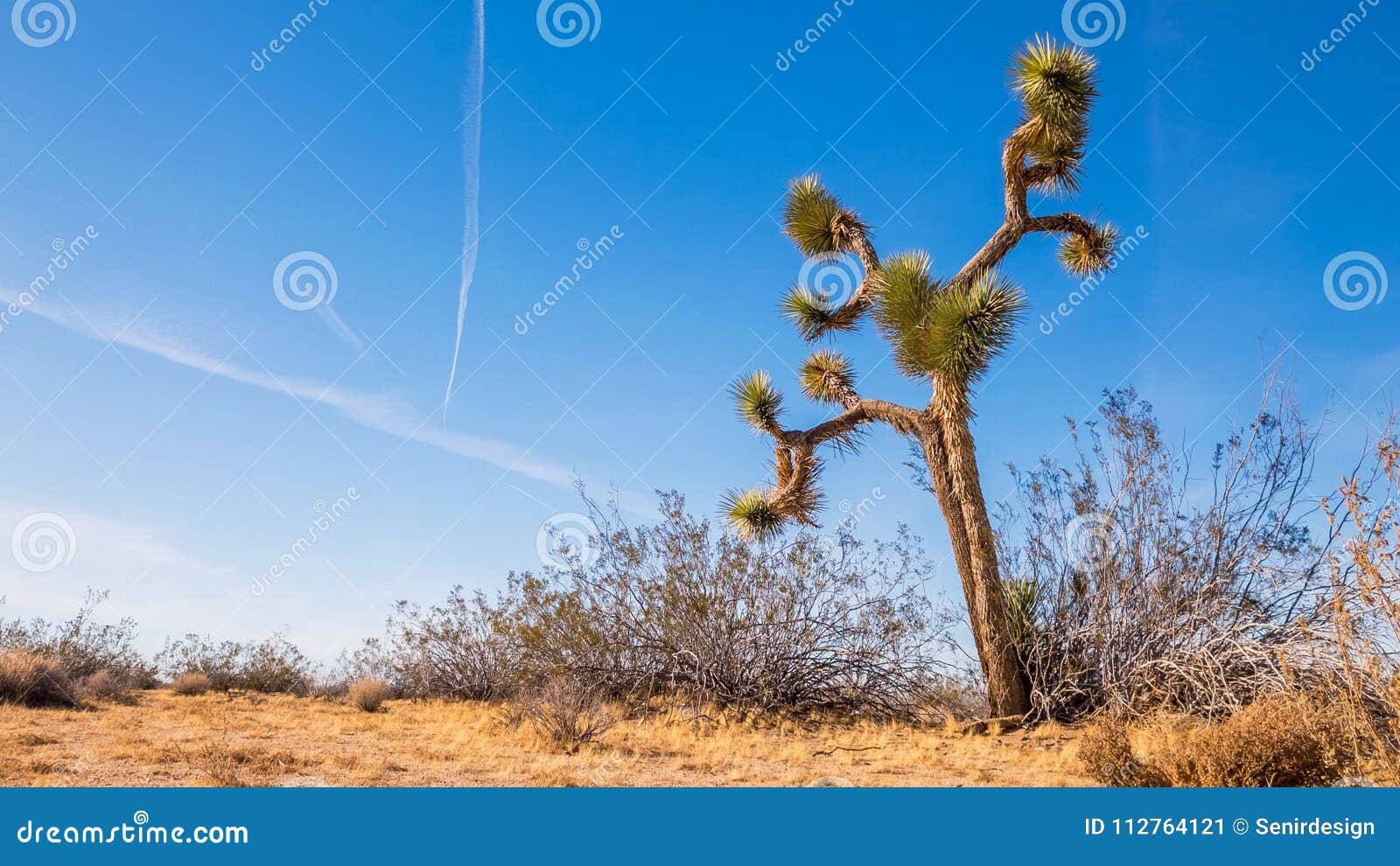 Joshua Tree Copy Space stock image. Image of tourism - 112764121