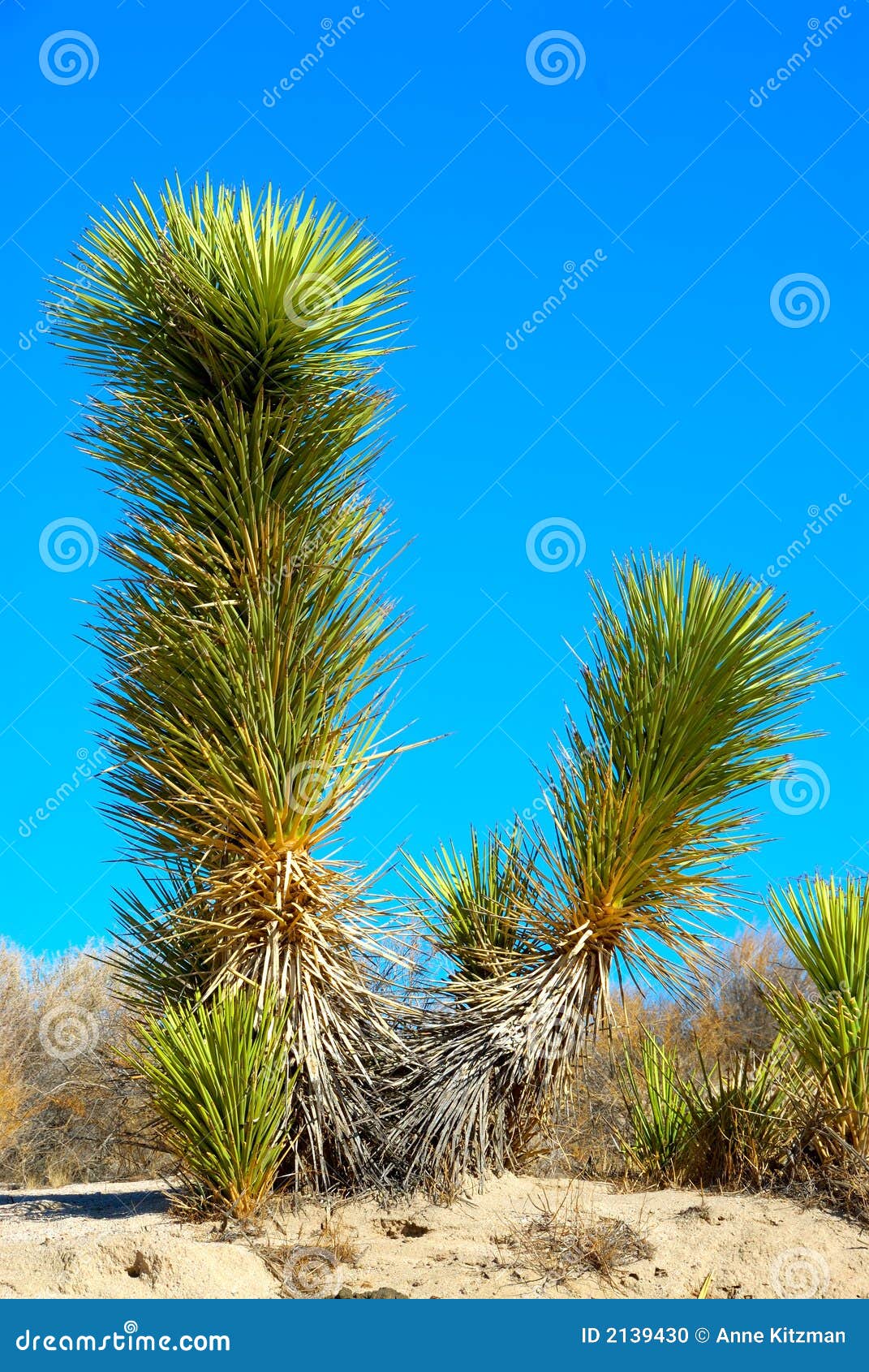 Joshua Tree, Death Valley stock photo. Image of humwichawa - 2139430