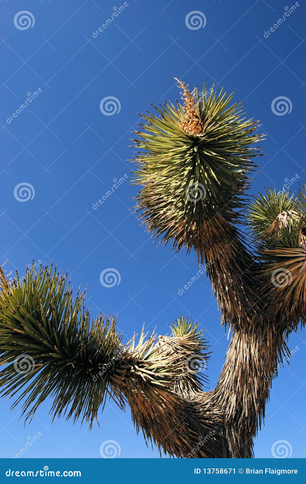 Joshua Tree in Desert stock image. Image of spines, wilderness - 13758671