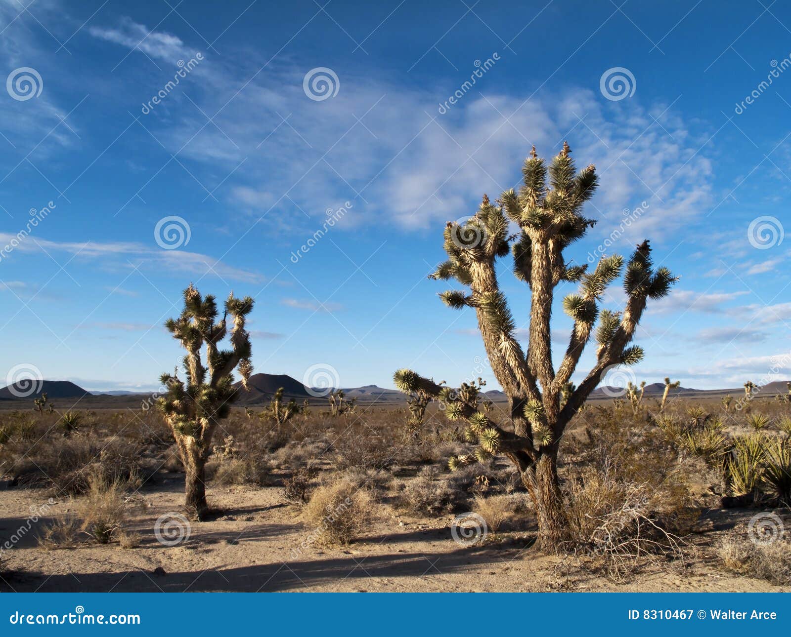 Joshua Tree in the Desert stock image. Image of outdoors - 8310467