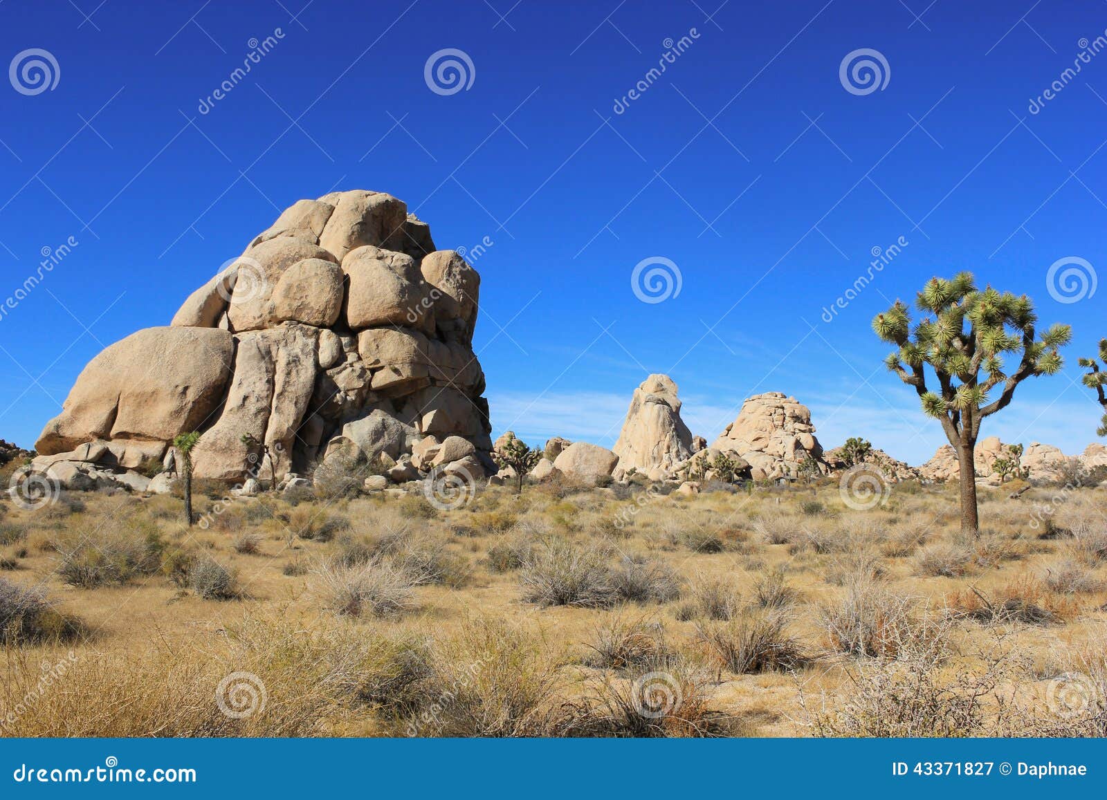 Joshua Tree Desert stock image. Image of view, desert - 43371827