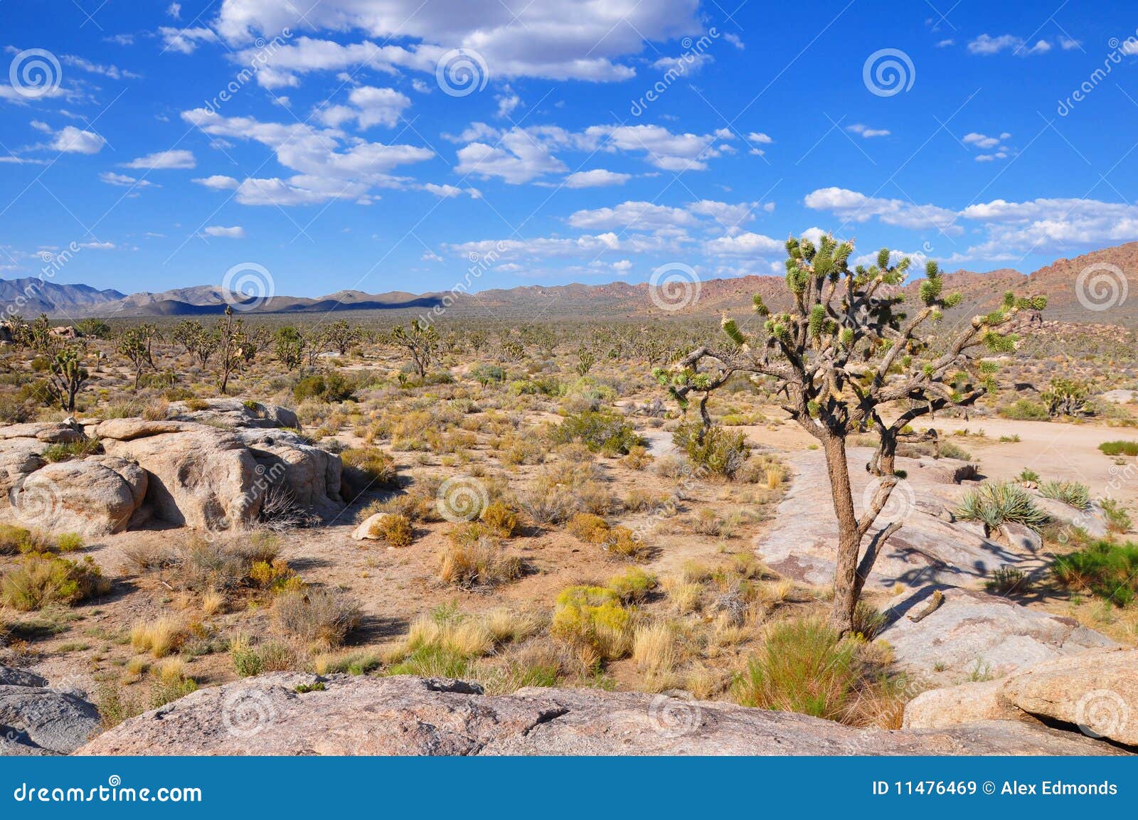 Joshua Tree Forest stock image. Image of bush, harsh - 11476469
