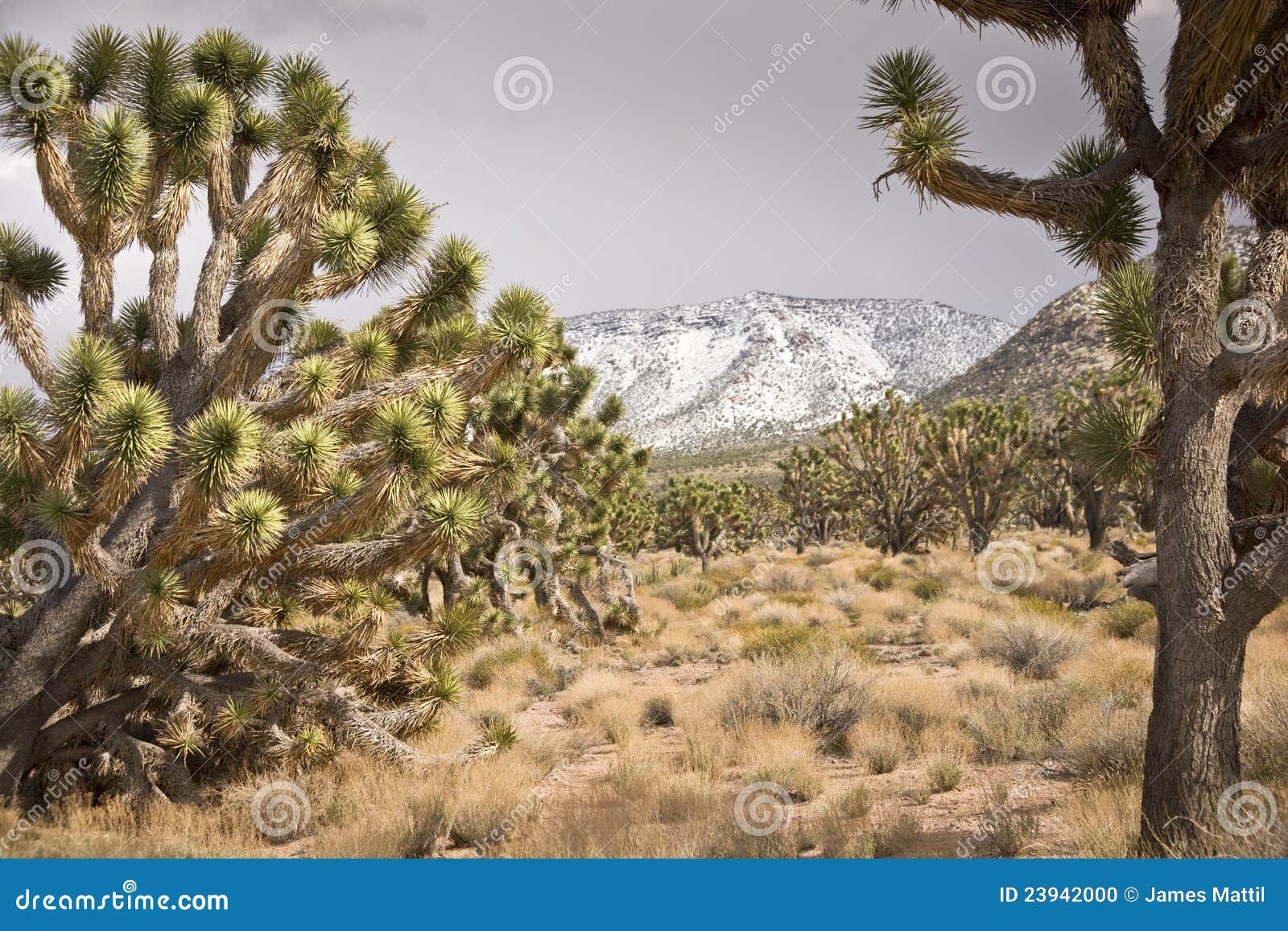 Joshua Tree Forest stock photo. Image of snow, arid, landscape - 23942000