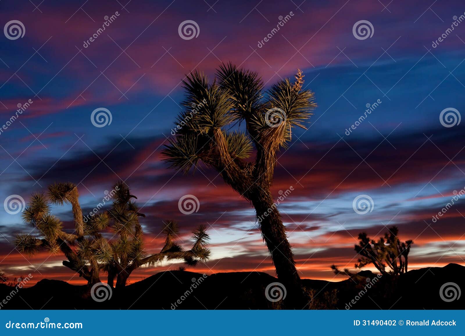 Joshua Tree Forest at Sunset Stock Photo - Image of colorful, landscape ...