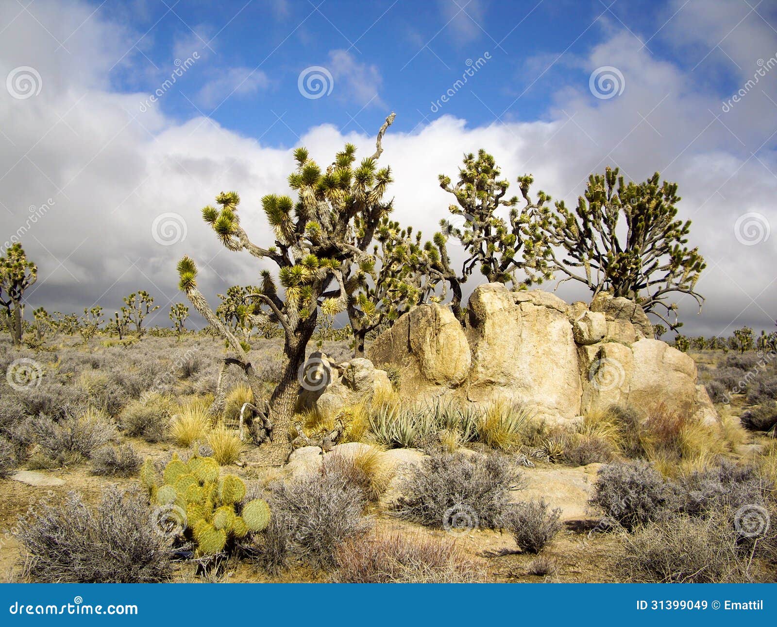 Joshua Tree Forest stock image. Image of desert, storm - 31399049