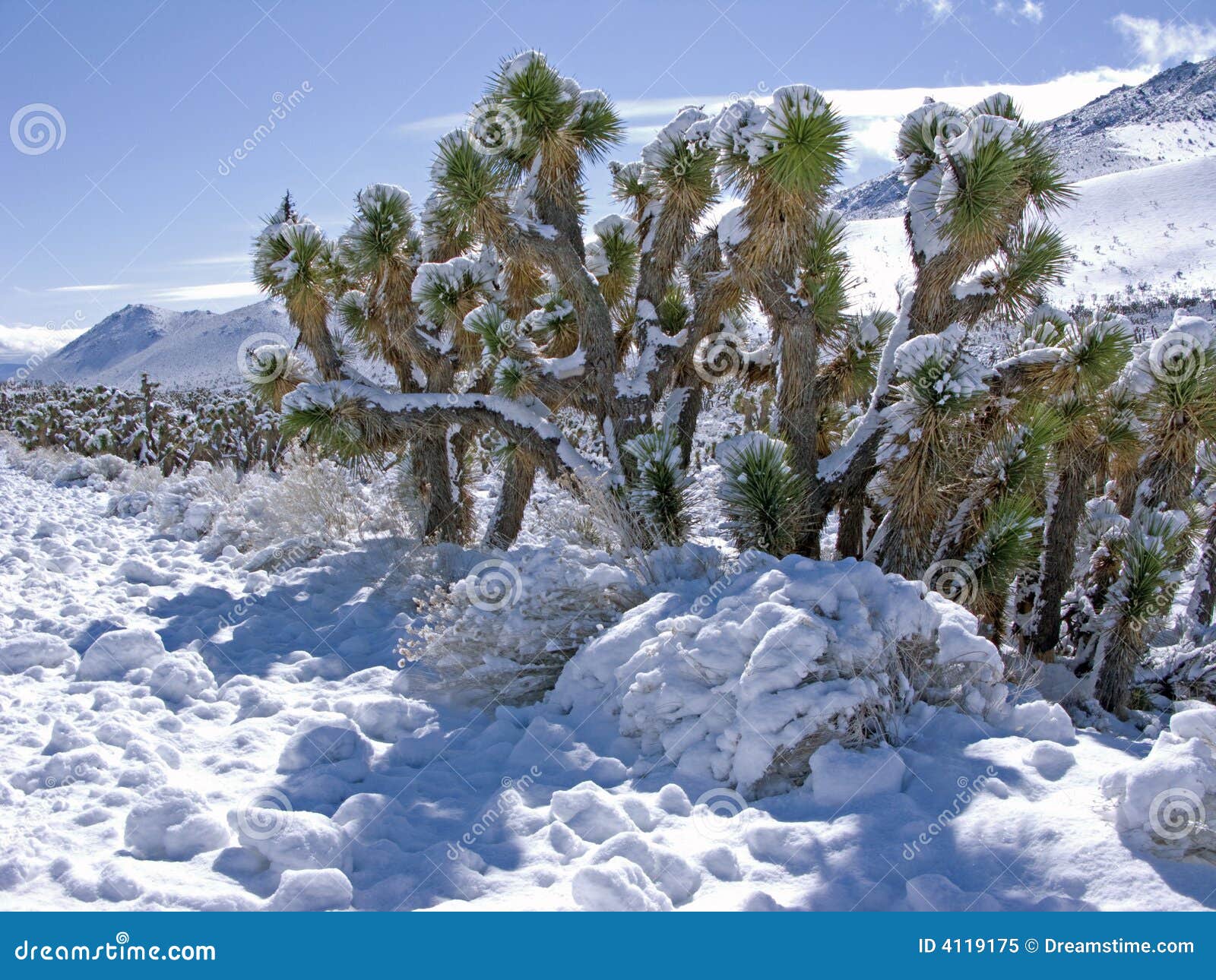 Joshua Tree Forest at Winter Snow -Walker Pass CA Stock Image - Image ...