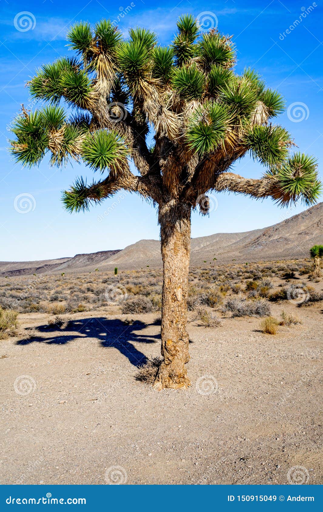 Joshua Tree with Green Leaves in the Desert Stock Image - Image of ...