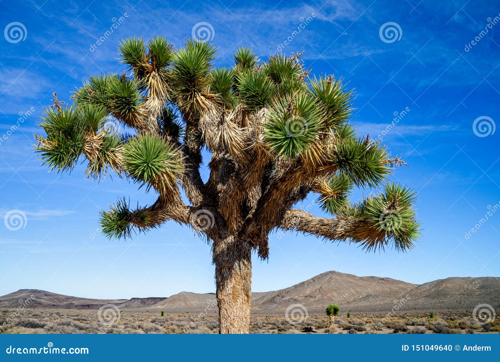 Joshua Tree with Green Leaves in the Desert Stock Photo - Image of ...
