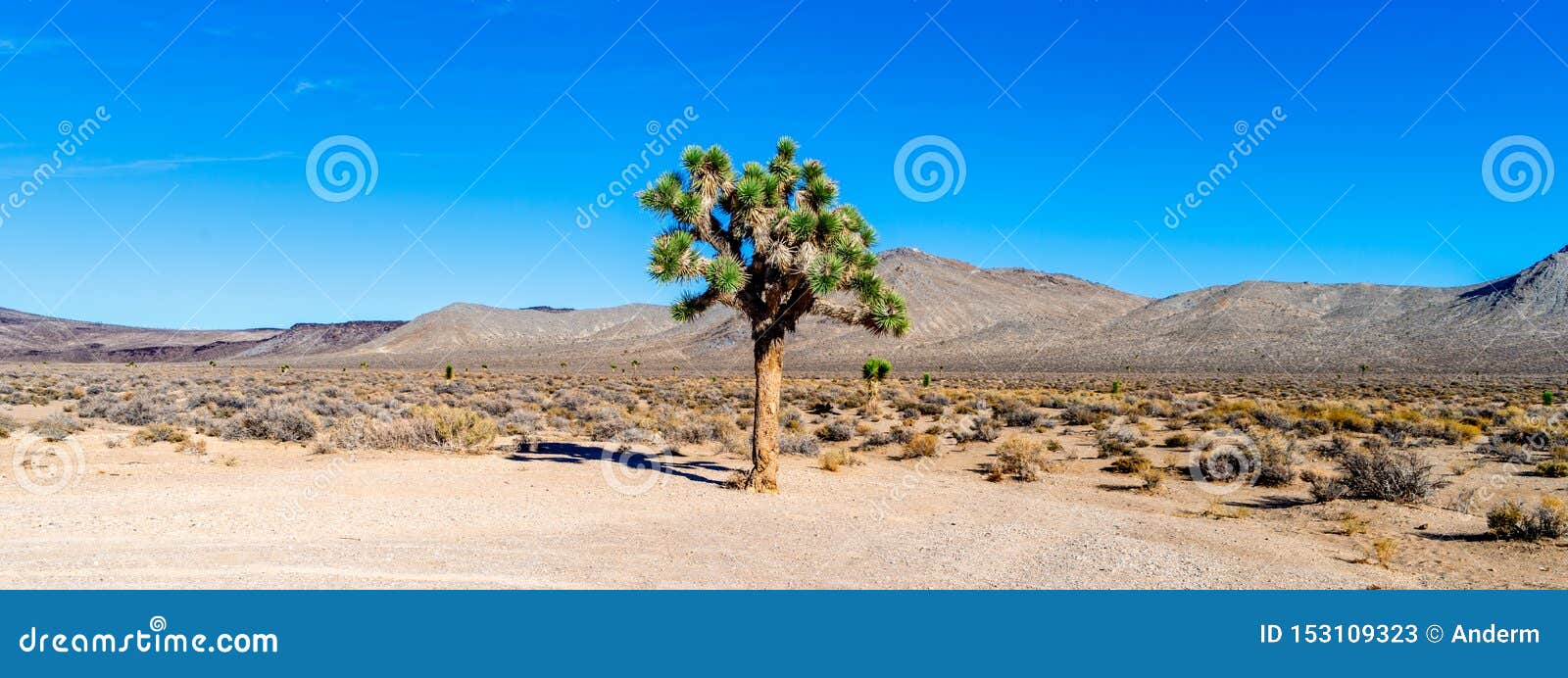 Joshua Tree with Green Leaves in the Desert Stock Image - Image of ...