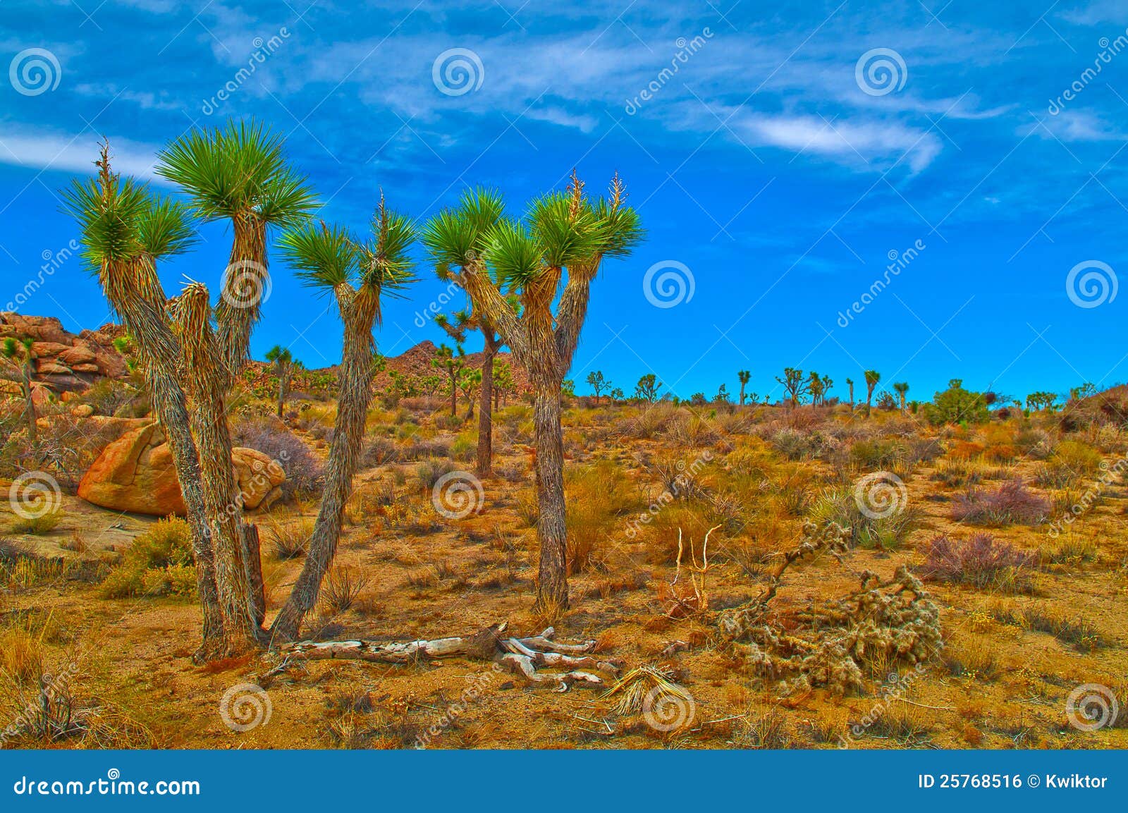 Joshua Tree Landscape stock photo. Image of southwest - 25768516