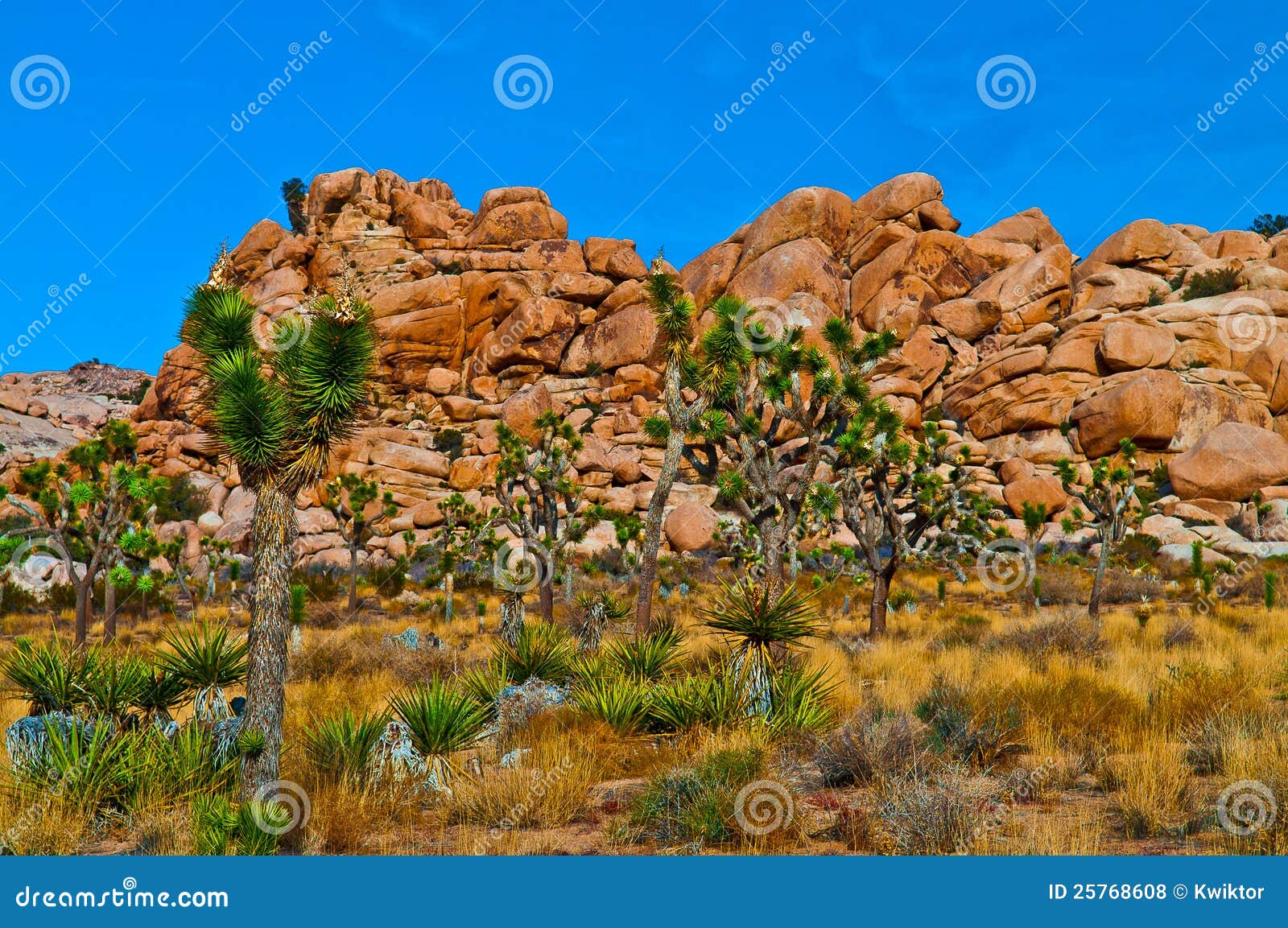 Joshua Tree Landscape stock photo. Image of rock, tree - 25768608