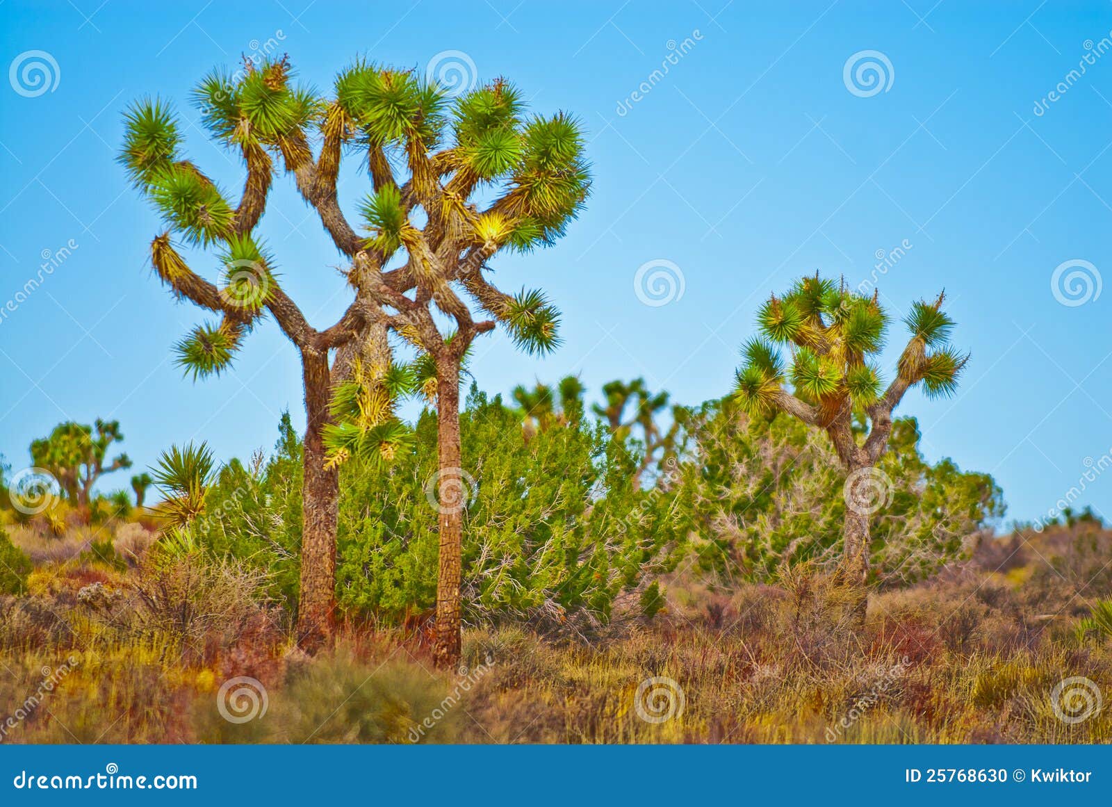 Joshua Tree Landscape stock photo. Image of mohave, flora - 25768630