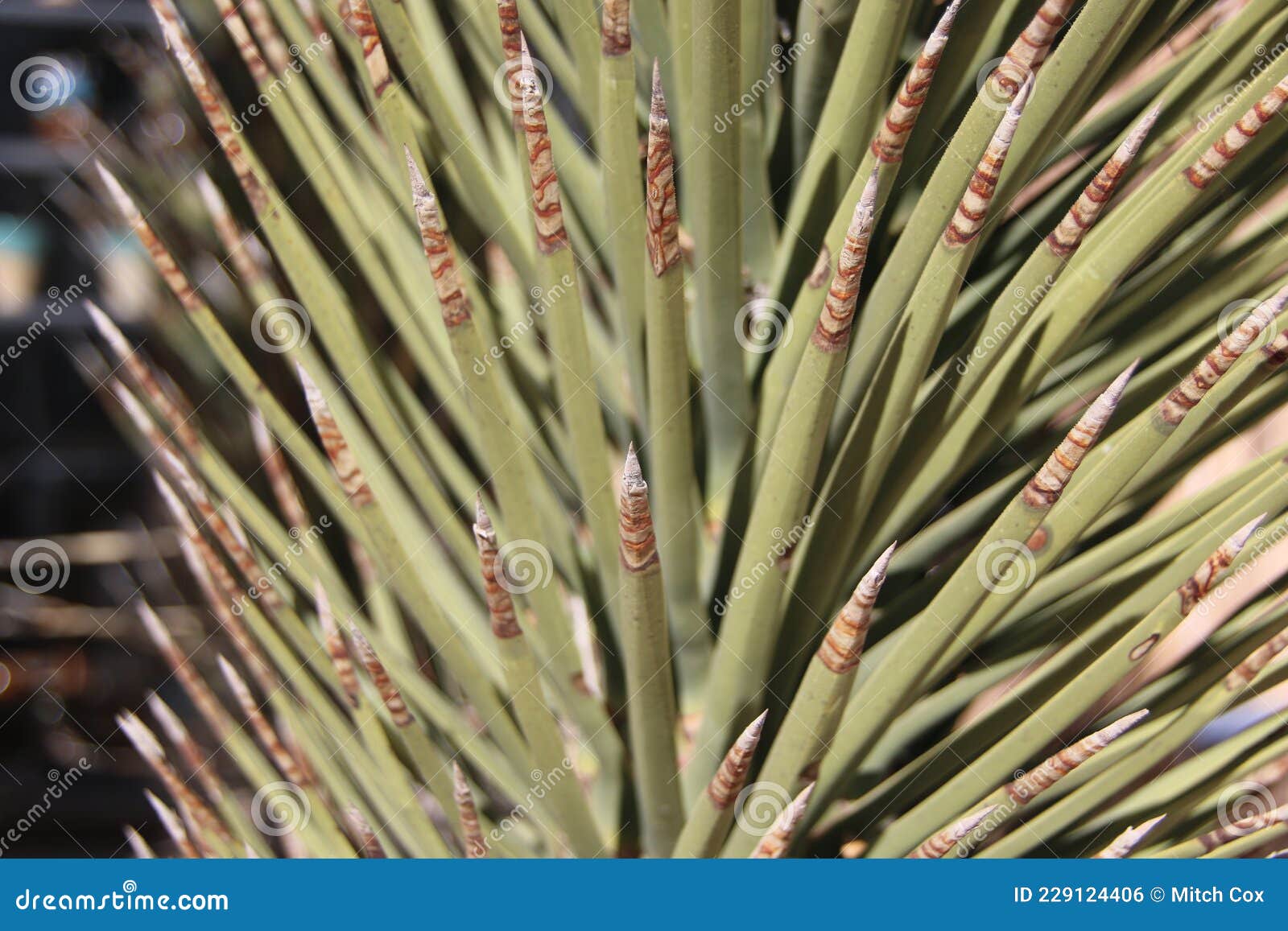 Joshua Tree Leaves stock photo. Image of points, nature - 229124406