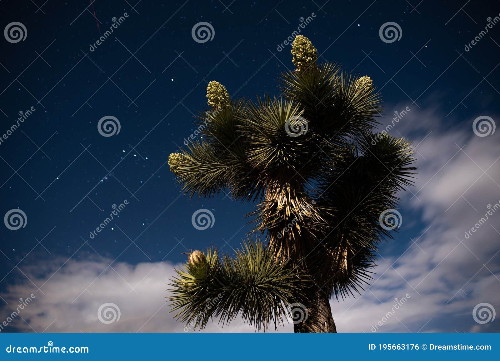 A Joshua Tree Lit by the Moon at Night with Orion Constellation, Stars ...