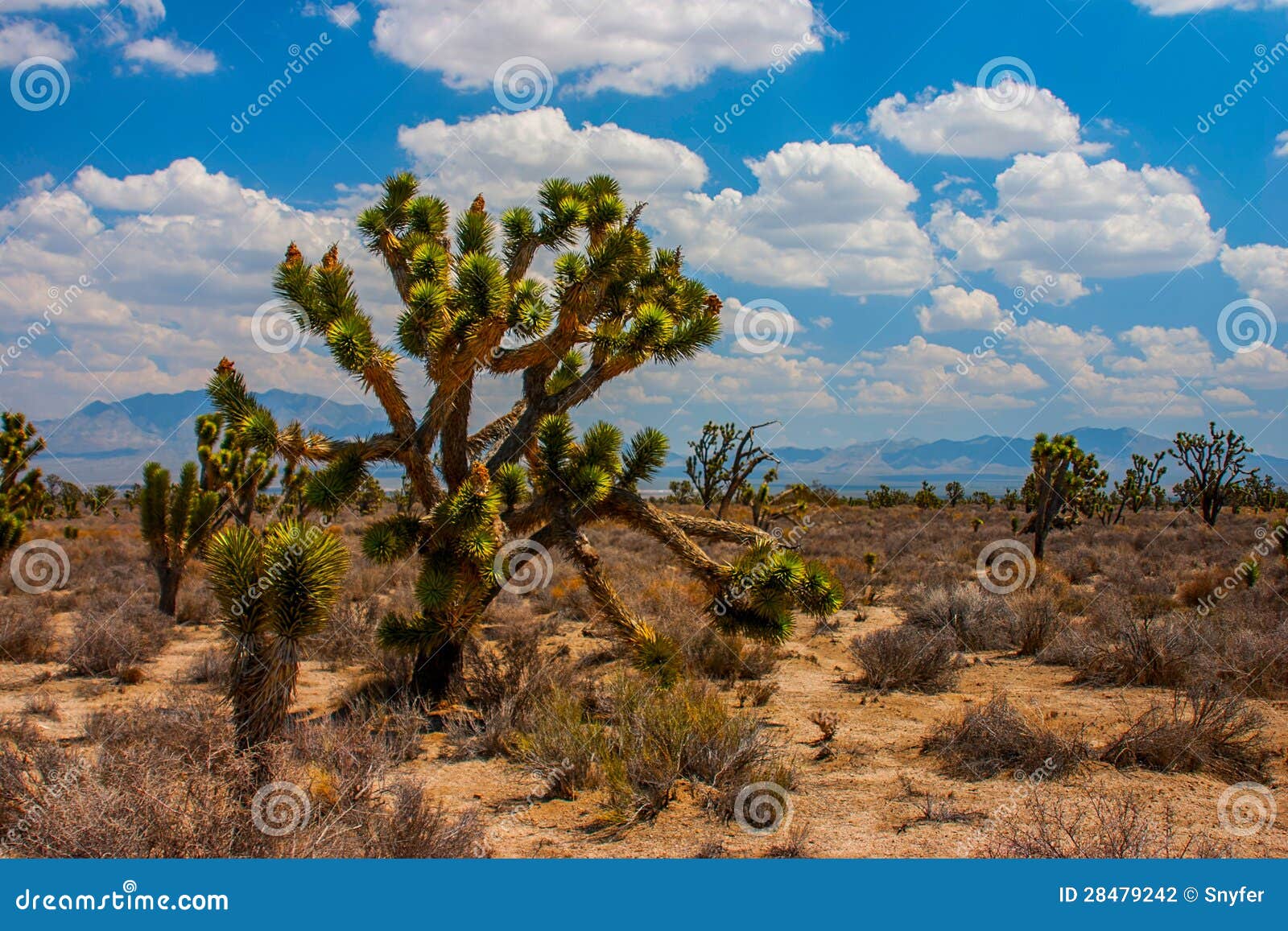 Joshua Tree in Mohave Desert, Nevada Stock Photo - Image of color ...