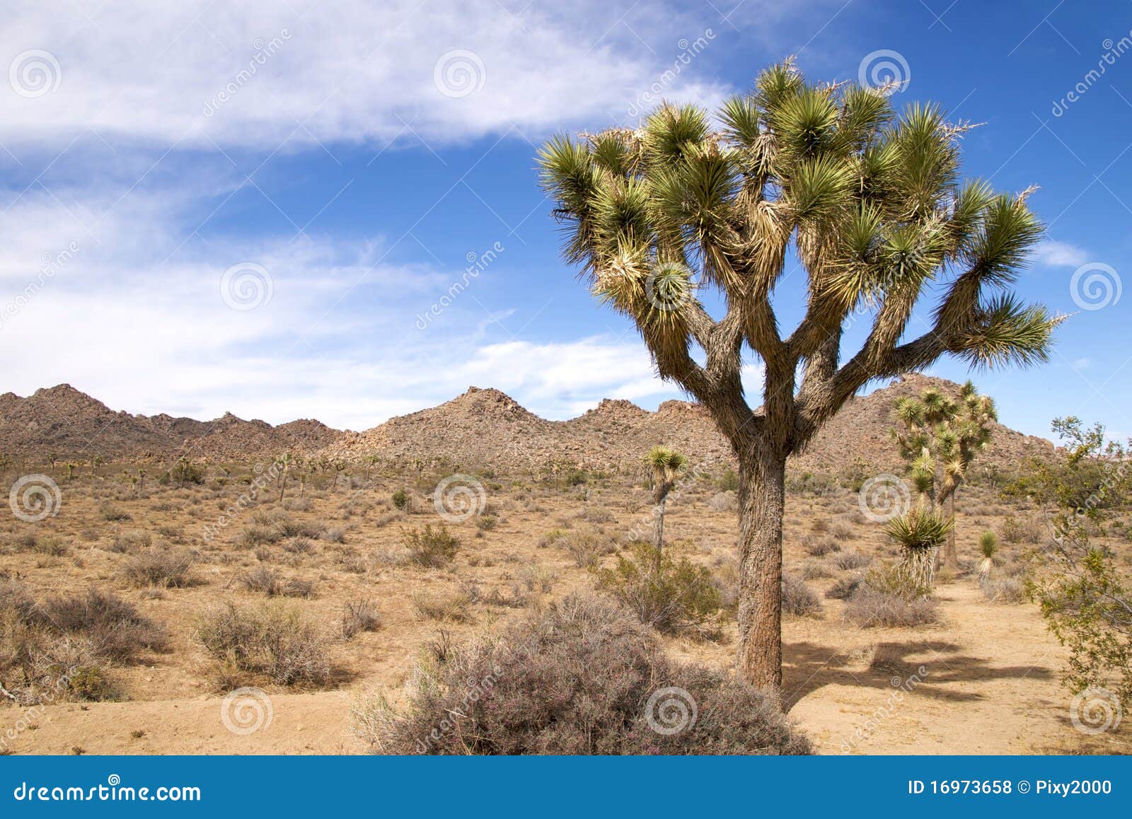Joshua Tree National Park stock photo. Image of united - 16973658