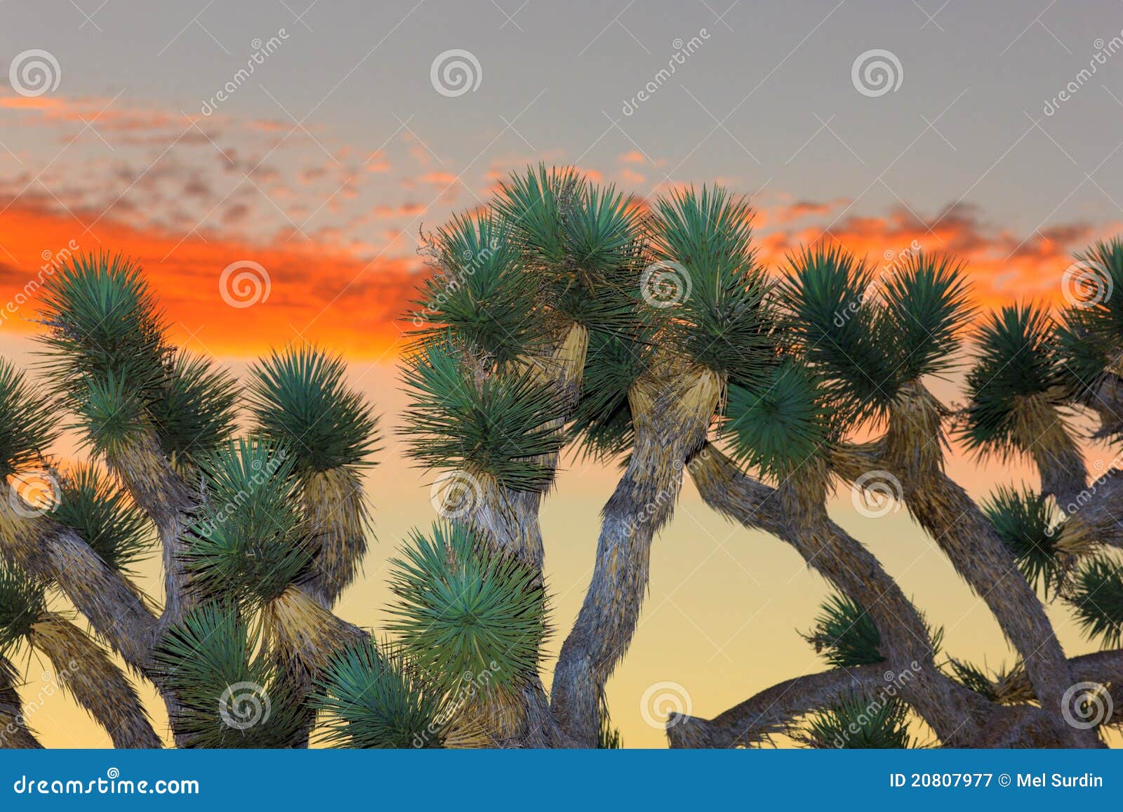 Joshua Tree National Forest - Landscape Of Park That Contains Desert ...