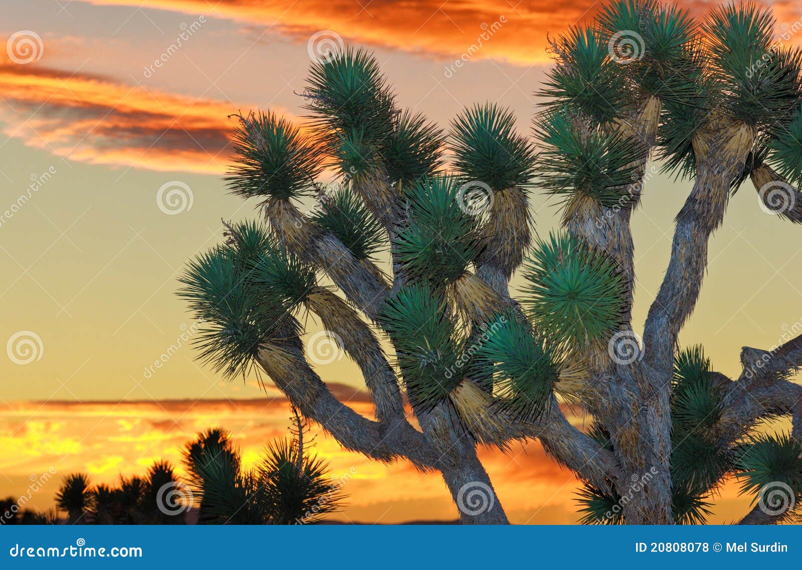 Joshua Tree National Park stock photo. Image of deserts - 20808078