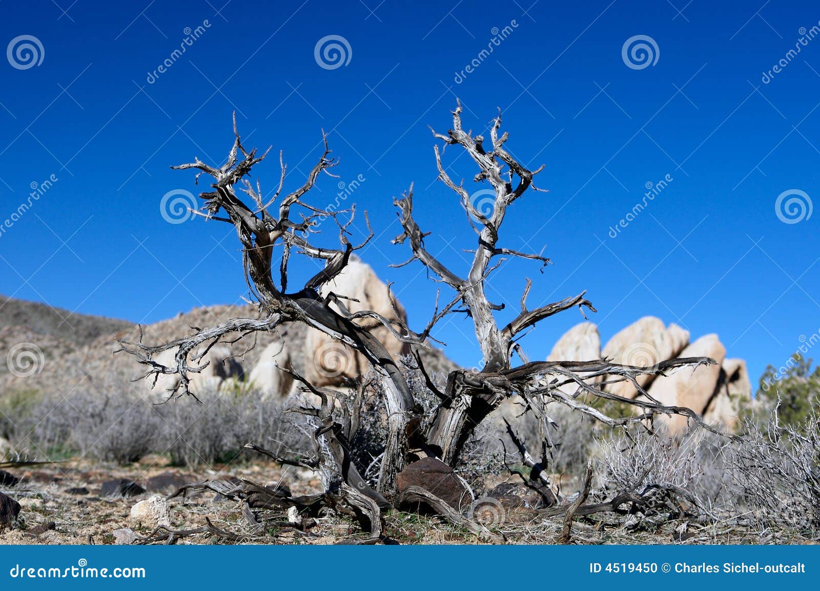 Old Bark Joshua Tree National Park Stock Photos - Free & Royalty-Free ...
