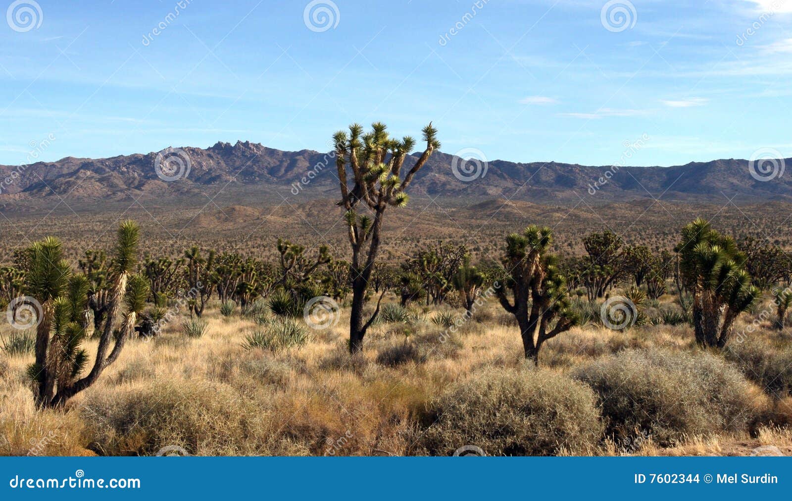 Joshua Tree National Park stock photo. Image of ecology - 7602344