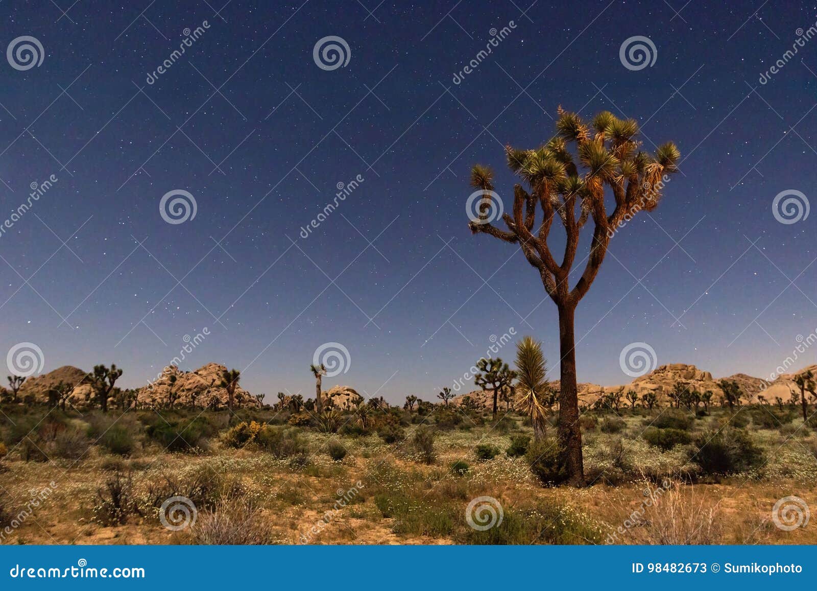 Joshua Tree National Park at Night Stock Image - Image of national ...
