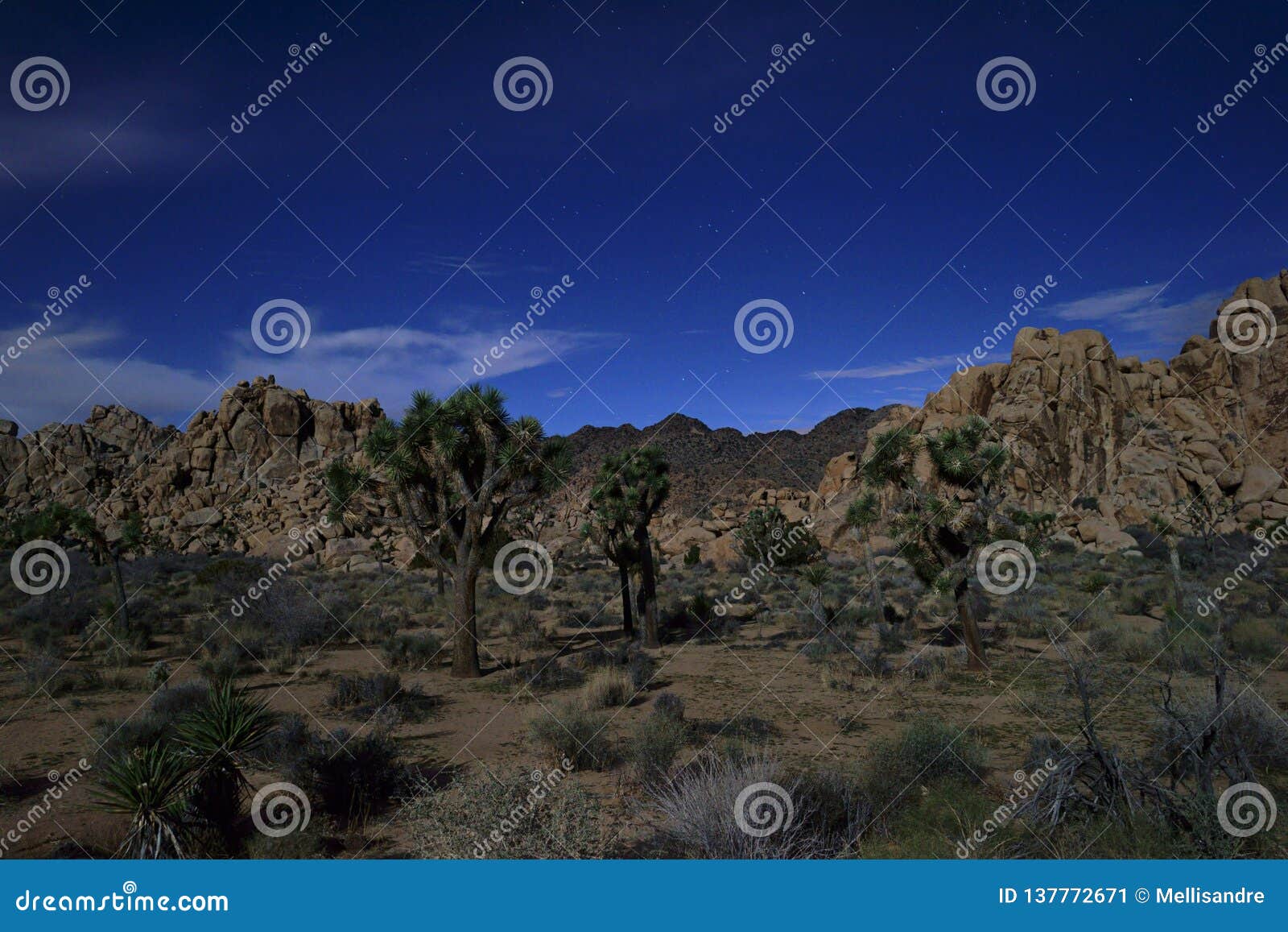 Joshua Tree National Park Nighttime View Stock Image - Image of light ...
