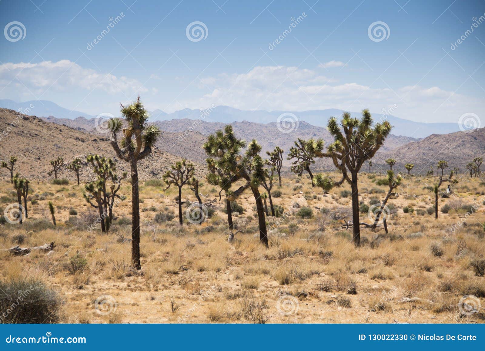 Joshua Tree National Park Vicino a Palm Spring Fotografia Stock ...