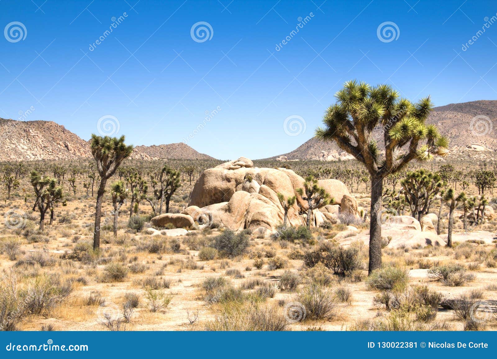 Joshua Tree National Park Vicino a Palm Spring Immagine Stock ...