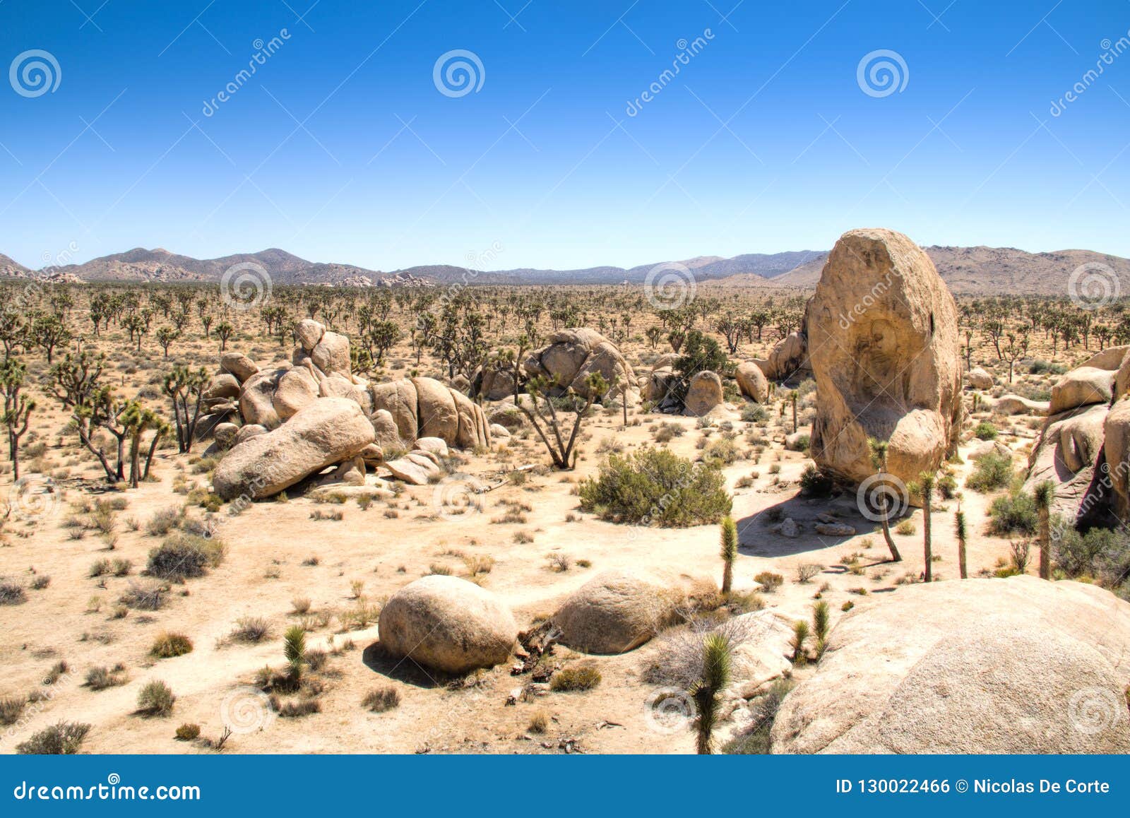 Joshua Tree National Park Vicino a Palm Spring Fotografia Stock ...