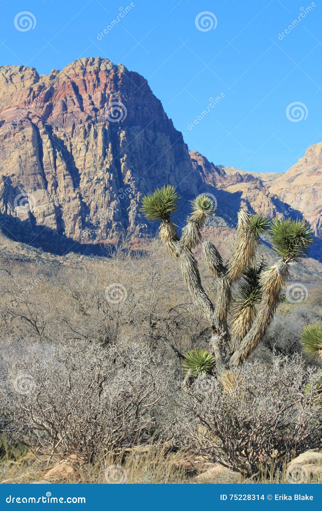 Joshua Tree and Painted Rocks Nevada Stock Photo - Image of tree ...
