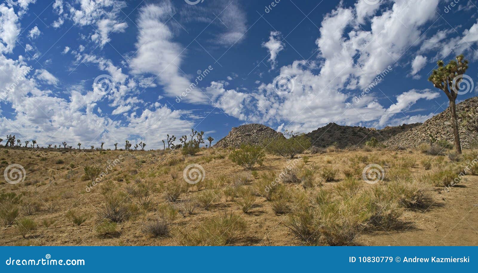 Joshua Tree Panorama stock image. Image of tree, desert - 10830779