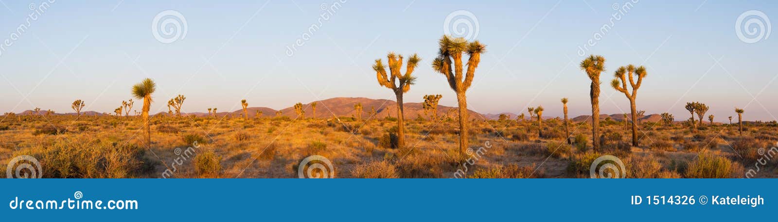 Joshua Tree Panorama stock photo. Image of southwest, california - 1514326