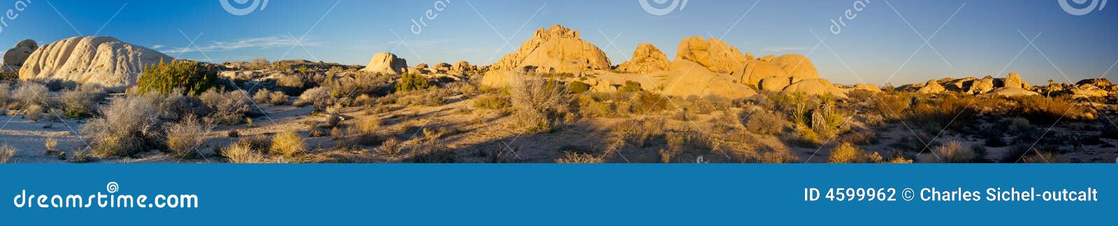 Joshua Tree Panorama stock photo. Image of america, rocky - 4599962
