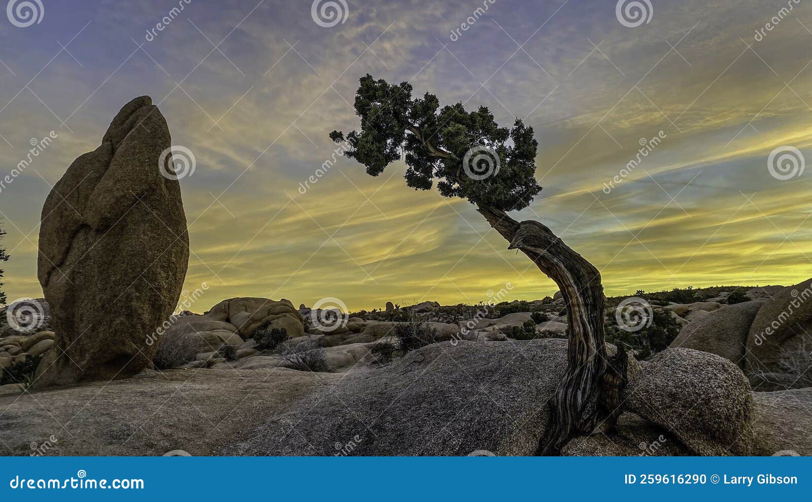 Joshua tree park Monolith stock photo. Image of rock - 259616290