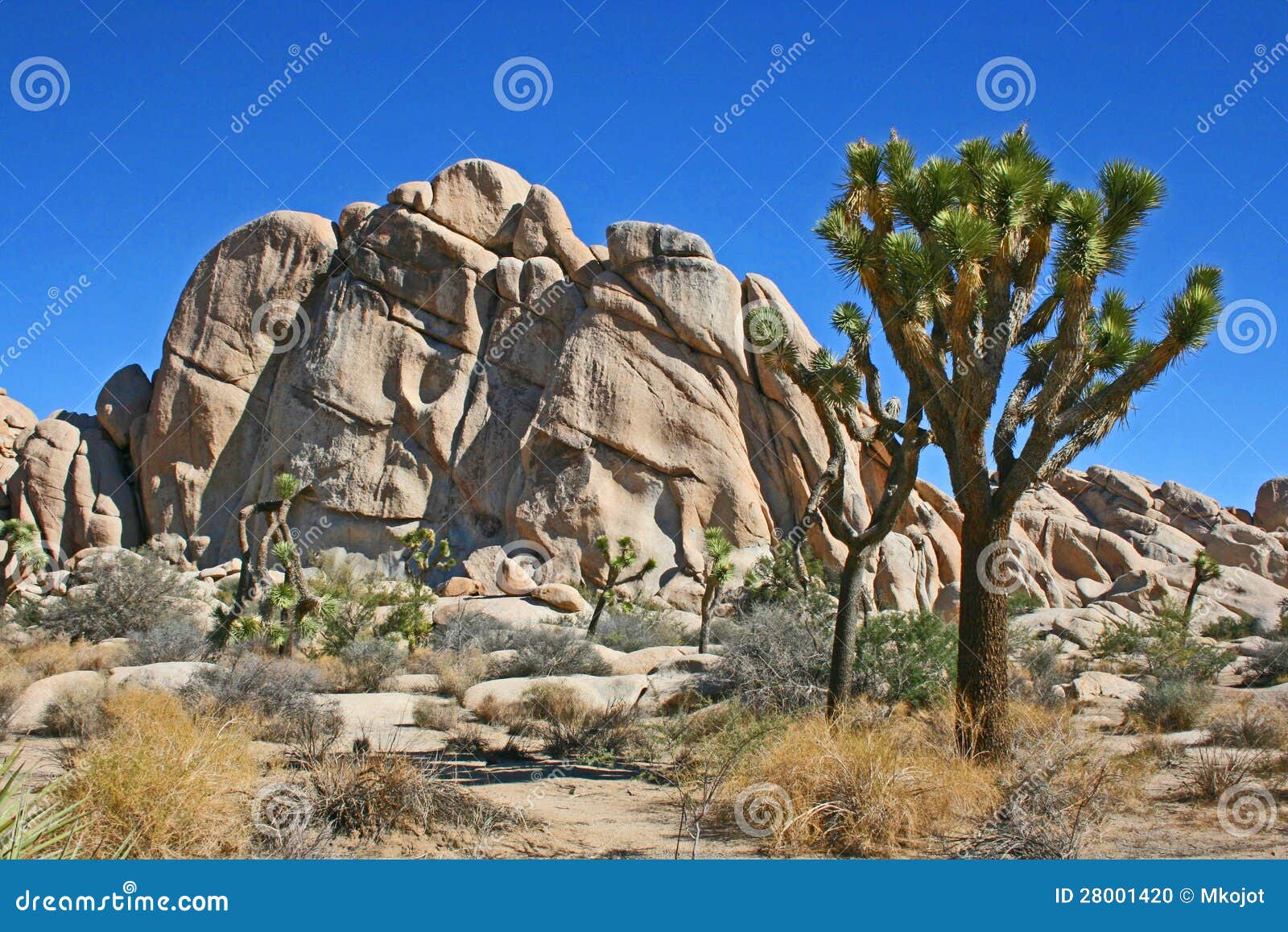 Joshua tree and the rock stock photo. Image of rock, desert - 28001420