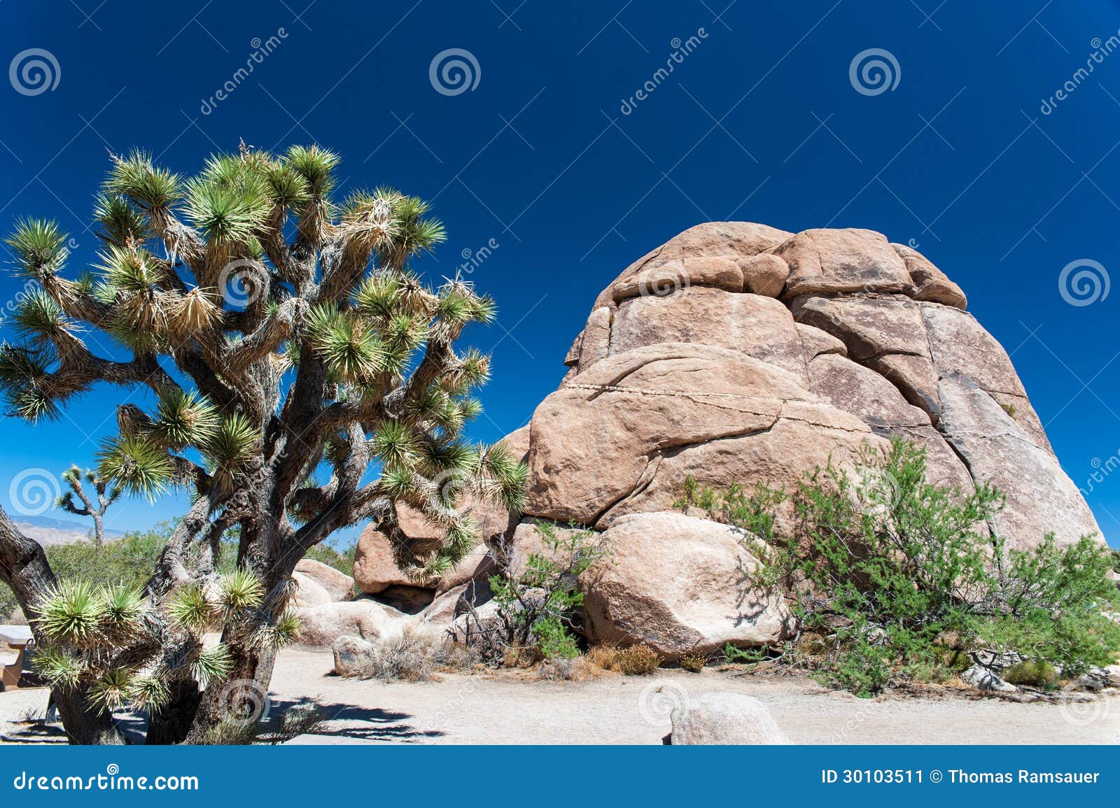 Joshua Tree beside a Rock stock image. Image of tree - 30103511