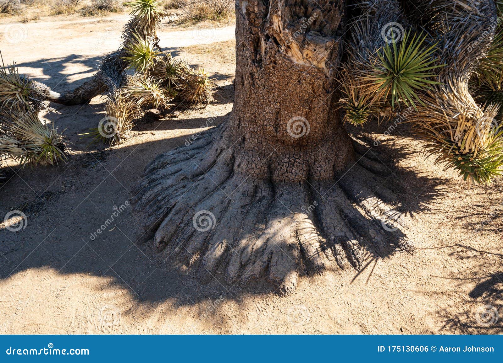 Joshua Tree Roots in the Ground Stock Photo - Image of oragne, colors ...