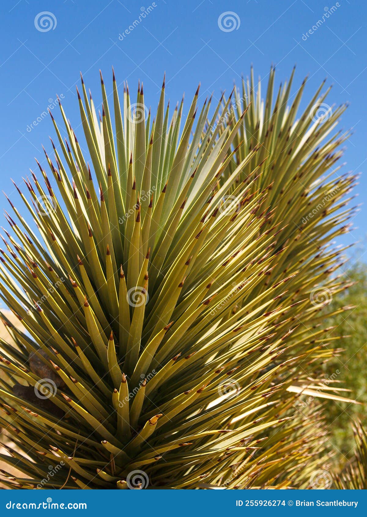 Tree With Sharp Thorns And White Bark And Grass Royalty-Free Stock ...