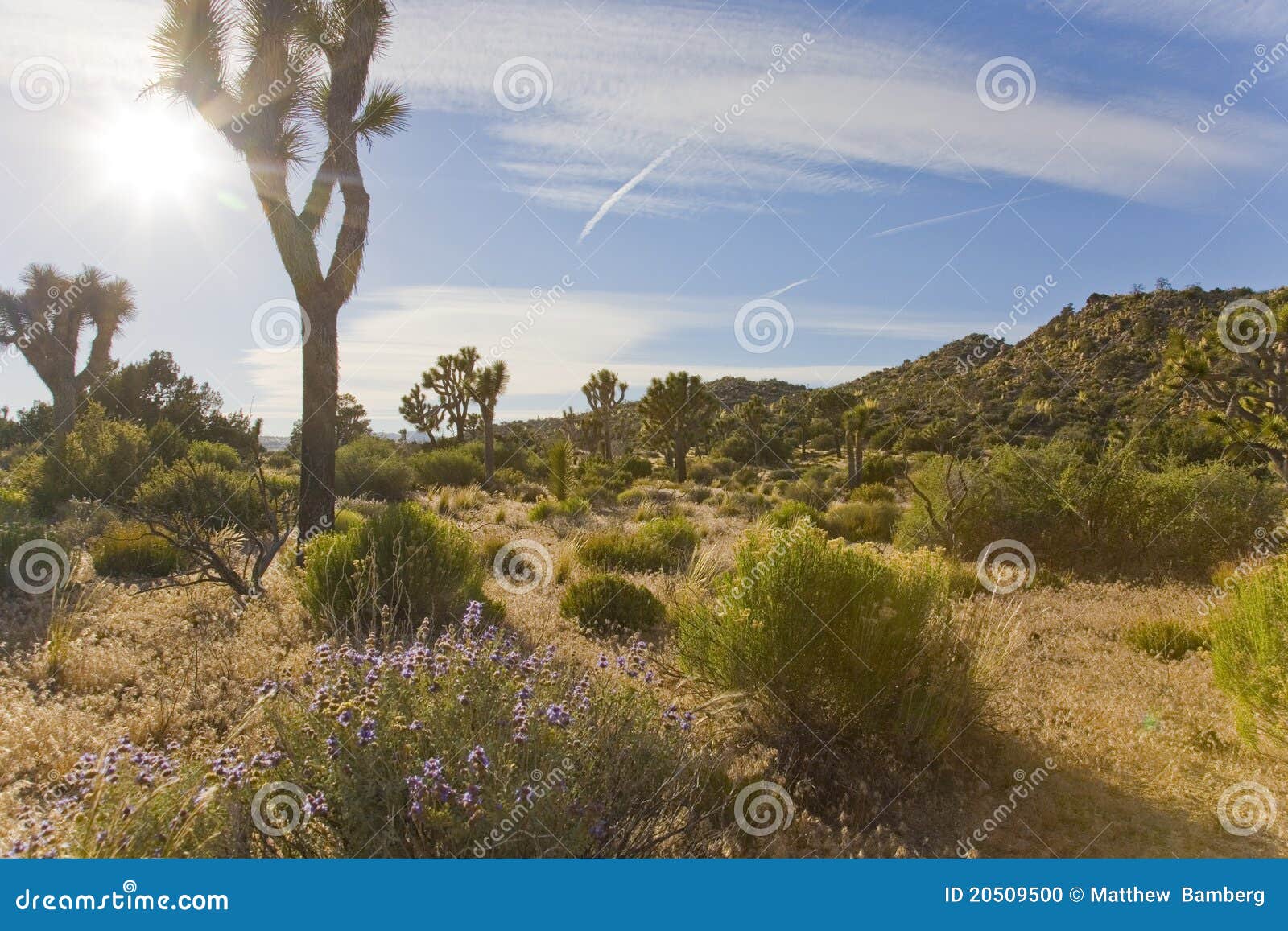 Joshua Tree in Spring stock photo. Image of plants, landscape - 20509500